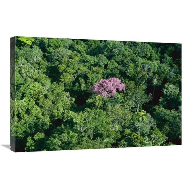 20 x 30 in. Pink Flowering Tree in Rainforest Canopy, Canaima National ...
