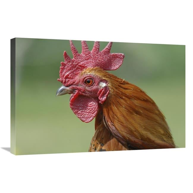 20 x 30 in. Portrait of A Cockerel Art Print - Jan Baks - Walmart.com