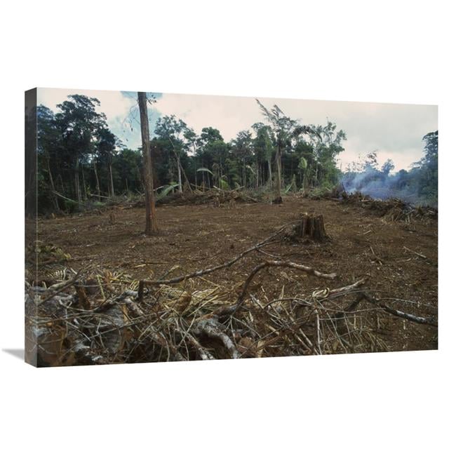 20 x 30 in. Rainforest Deforestation, French Guiana Art Print - Thomas ...