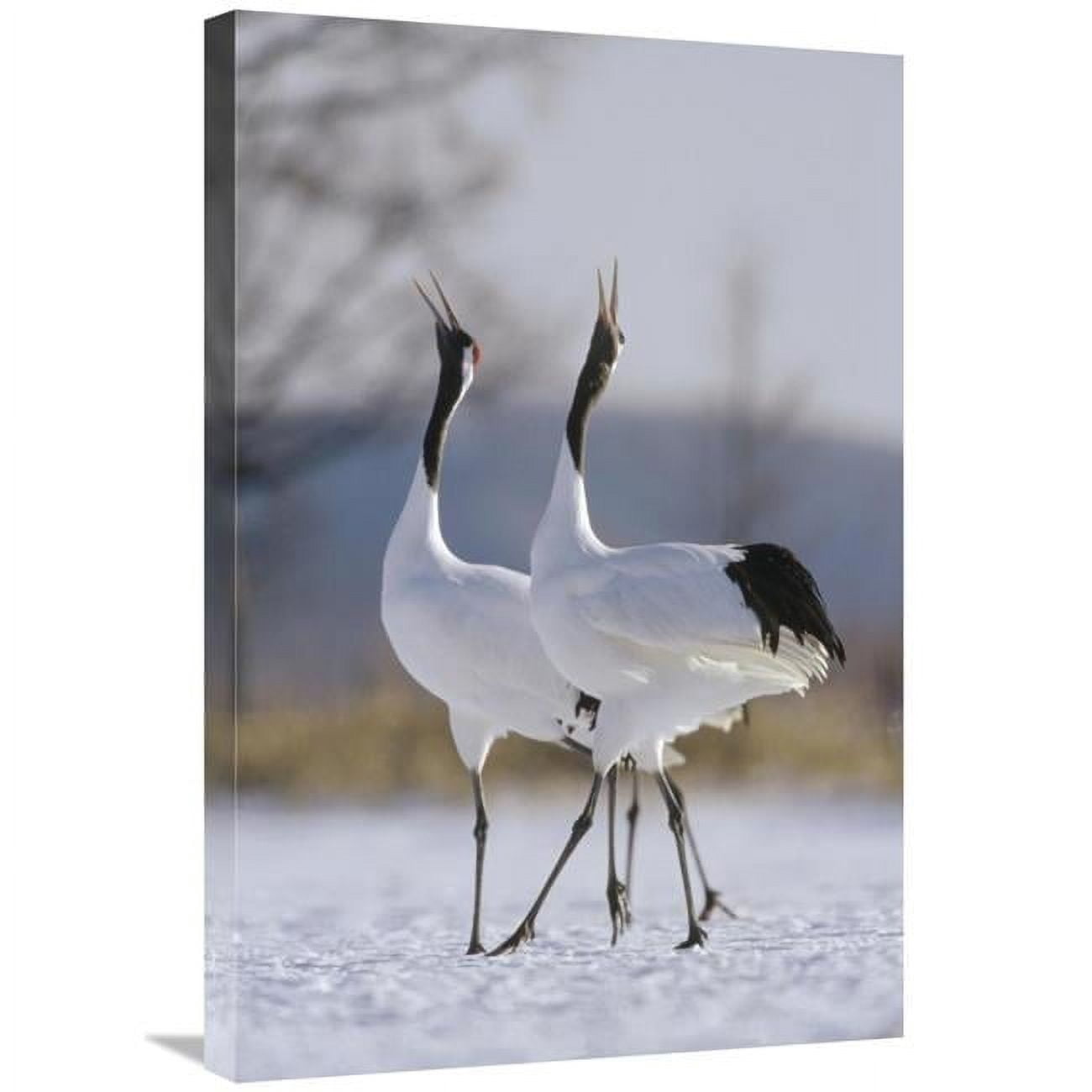 20 x 30 in. Red-Crowned Crane Pair Calling During Courtship, Hokkaido ...