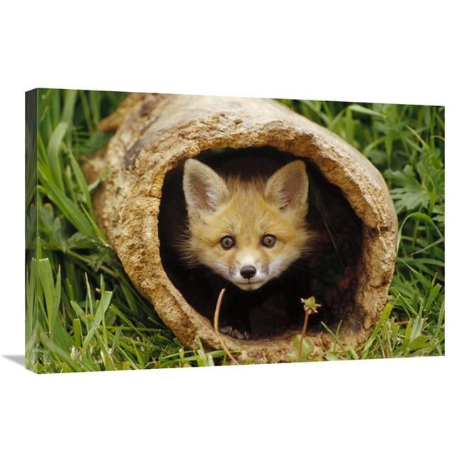 20 x 30 in. Red Fox Kit in Log, Aspen Valley, Ontario, Canada Art Print ...