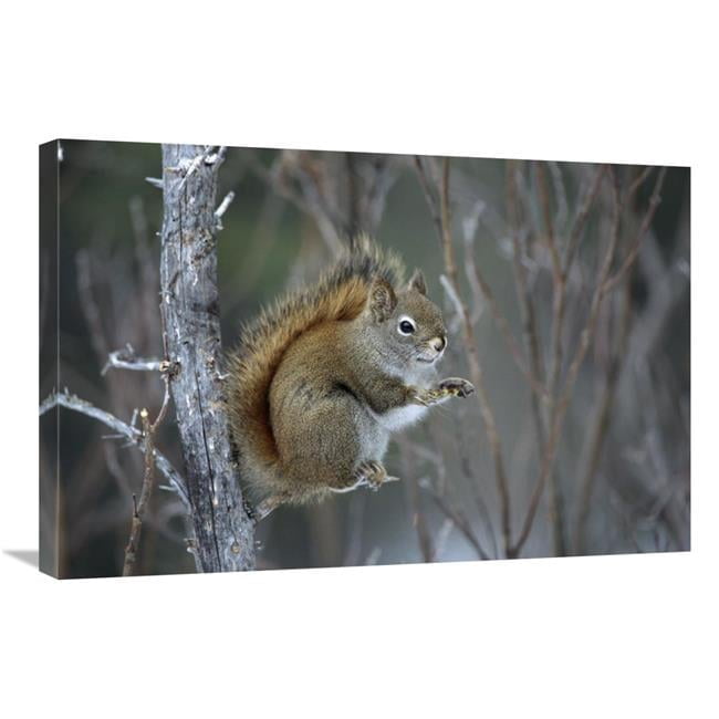 20 x 30 in. Red Squirrel Feeding on Willows, Alaska Art Print - Michael ...
