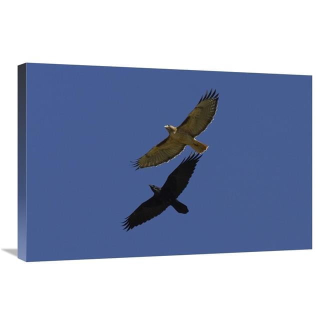 20 x 30 in. Red-Tailed Hawk & Common Raven Flying, North America Art ...
