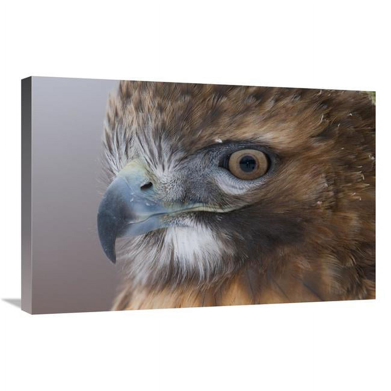 20 x 30 in. Red-Tailed Hawk, Howell Nature Center, Michigan Art Print ...