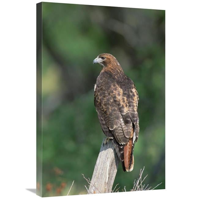 20 x 30 in. Red-Tailed Hawk Perching on Branch, North America Art Print ...