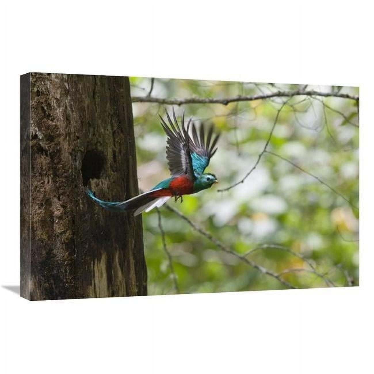 20 x 30 in. Resplendent Quetzal Male Flying, Costa Rica Art Print ...