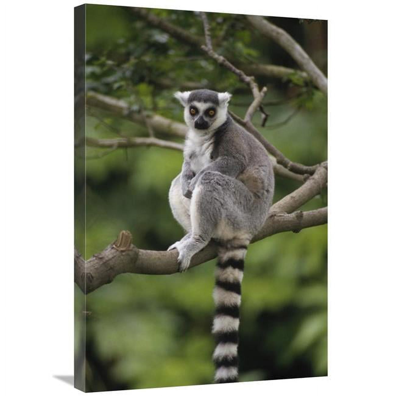 20 x 30 in. Ring-Tailed Lemur Sitting on Tree Branch, Madagascar Art ...