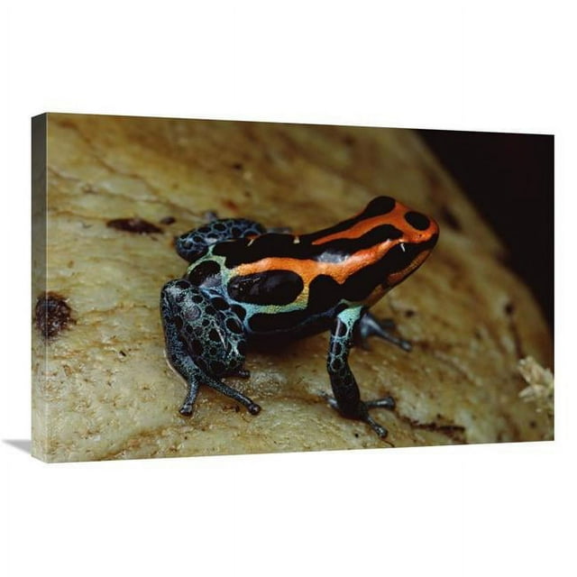 20 x 30 in. Rio Madeira Poison Frog, Peruvian Lowlands Art Print - Mark ...