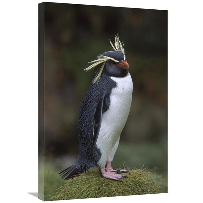 20 x 30 in. Rockhopper Penguin Portrait, Gough Island, South Atlantic ...