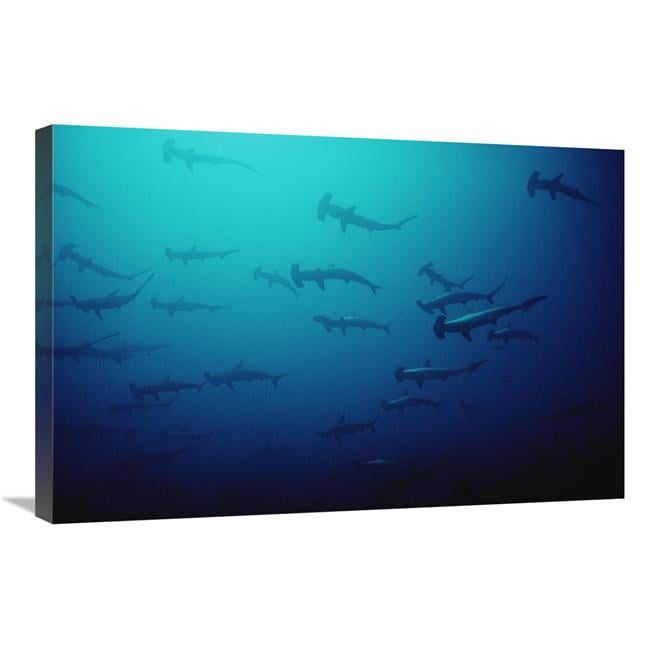 20 x 30 in. Scalloped Hammerhead Shark School, Cocos Island, Costa Rica ...