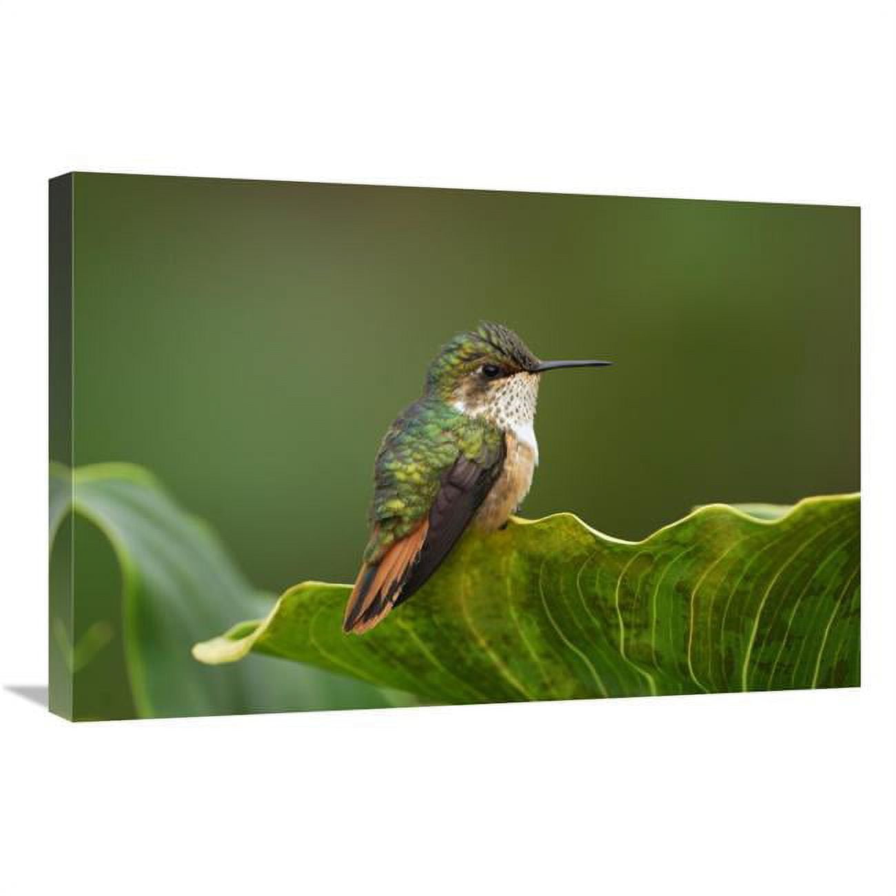 20 x 30 in. Scintillant Hummingbird Female, Costa Rica Art Print ...