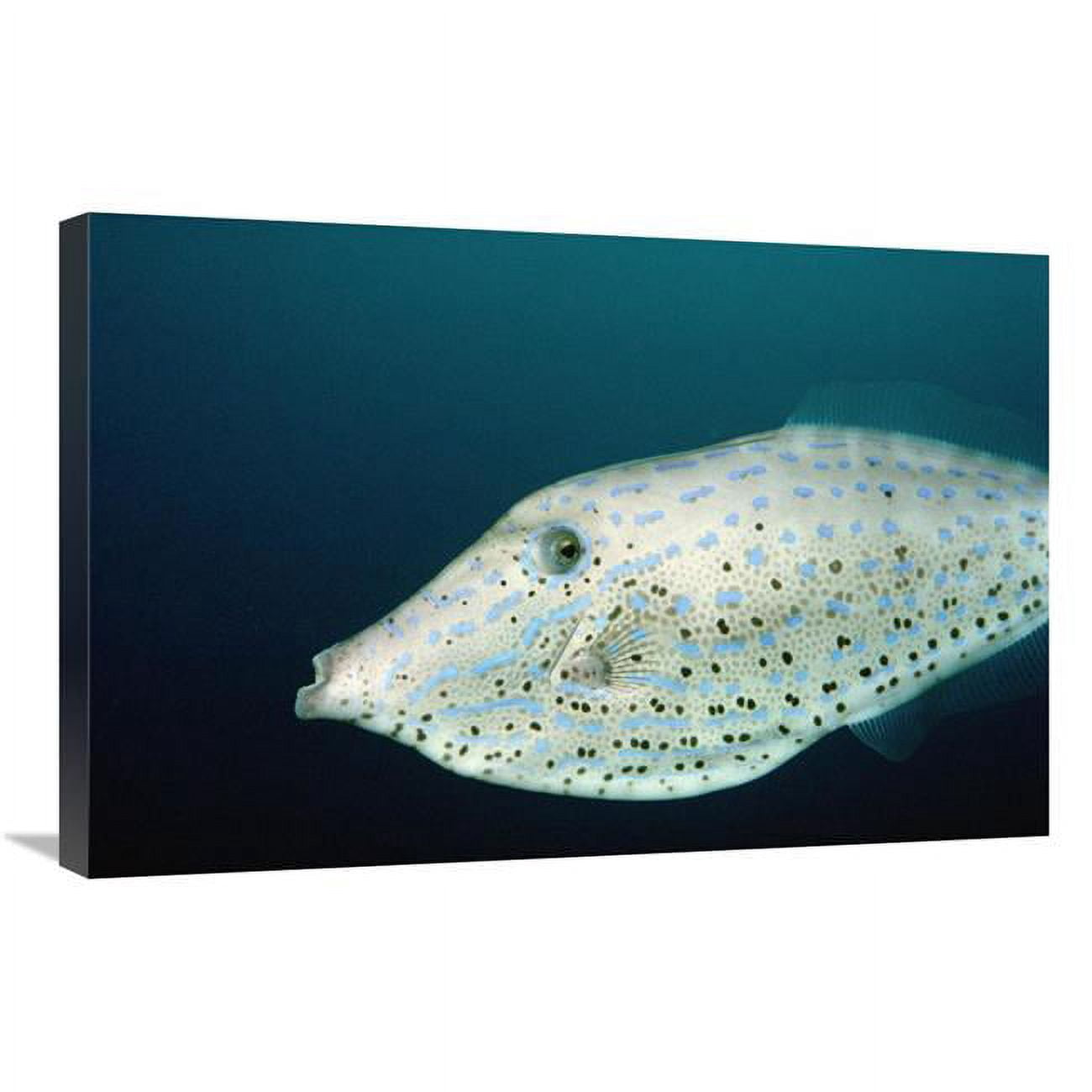 20 x 30 in. Scrawled Filefish Portrait Off of Cocos Island, Costa Rica ...