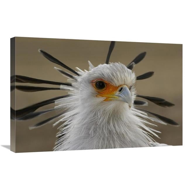 20 x 30 in. Secretary Bird Portrait, Native to Africa Art Print - San ...