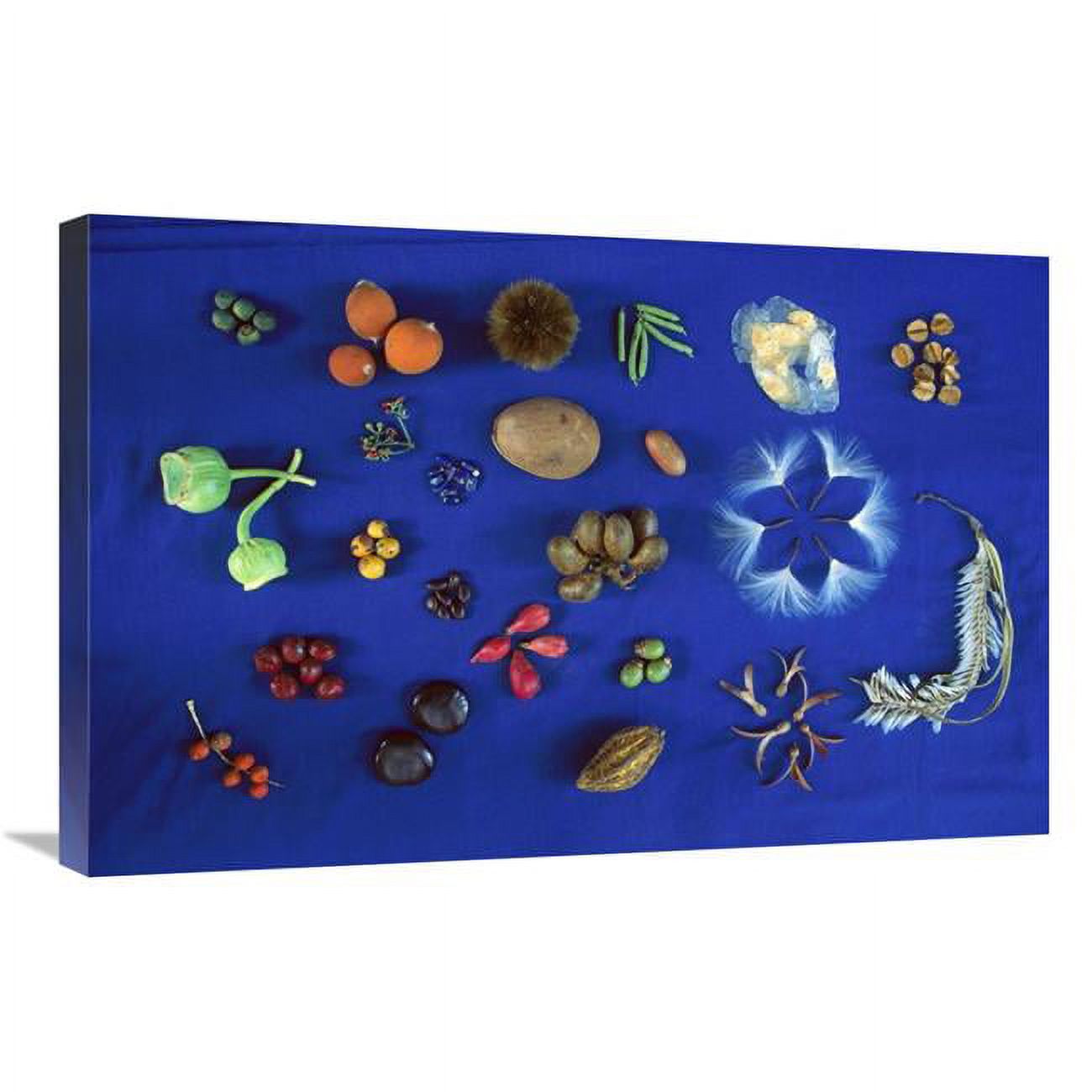 20 x 30 in. Seed Diversity, Barro Colorado Island, Panama Art Print ...