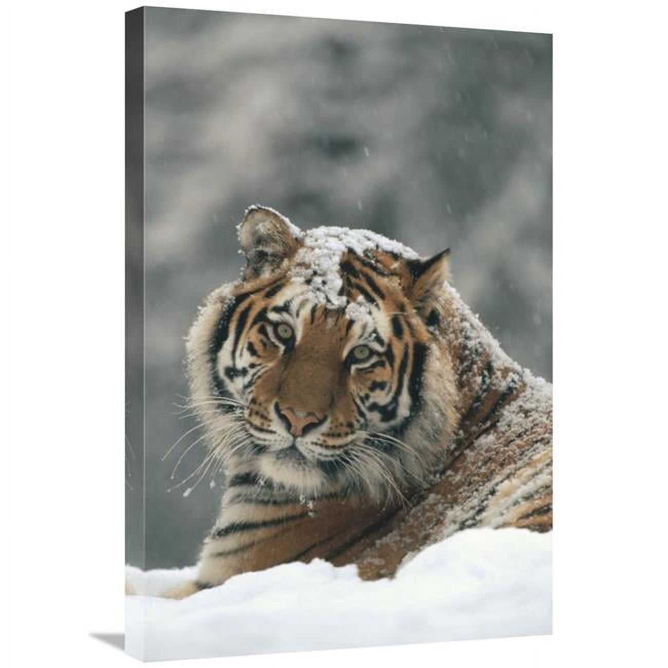 20 x 30 in. Siberian Tiger Portrait in Light Snowfall, Siberian Tiger ...
