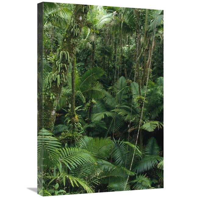 20 x 30 in. Sierra Palm Trees in Tropical Rainforest, El Yunque ...