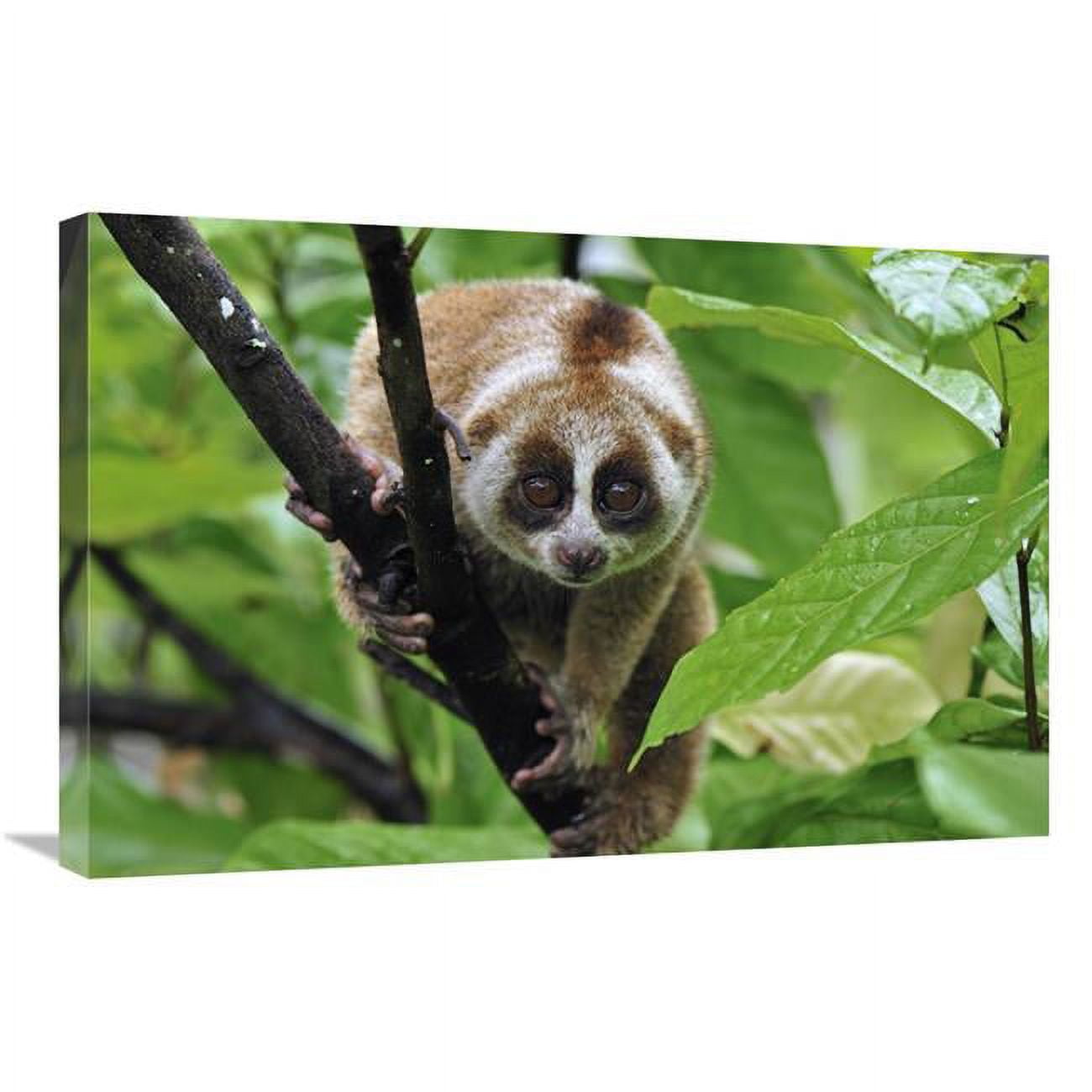 20 x 30 in. Slow Loris, Northern Sumatra, Indonesia Art Print - Thomas ...