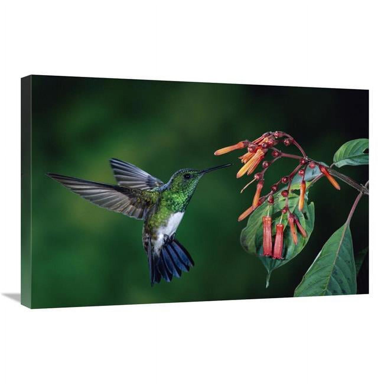 20 x 30 in. Snowy-Bellied Hummingbird Male, Flying Near Firebush ...