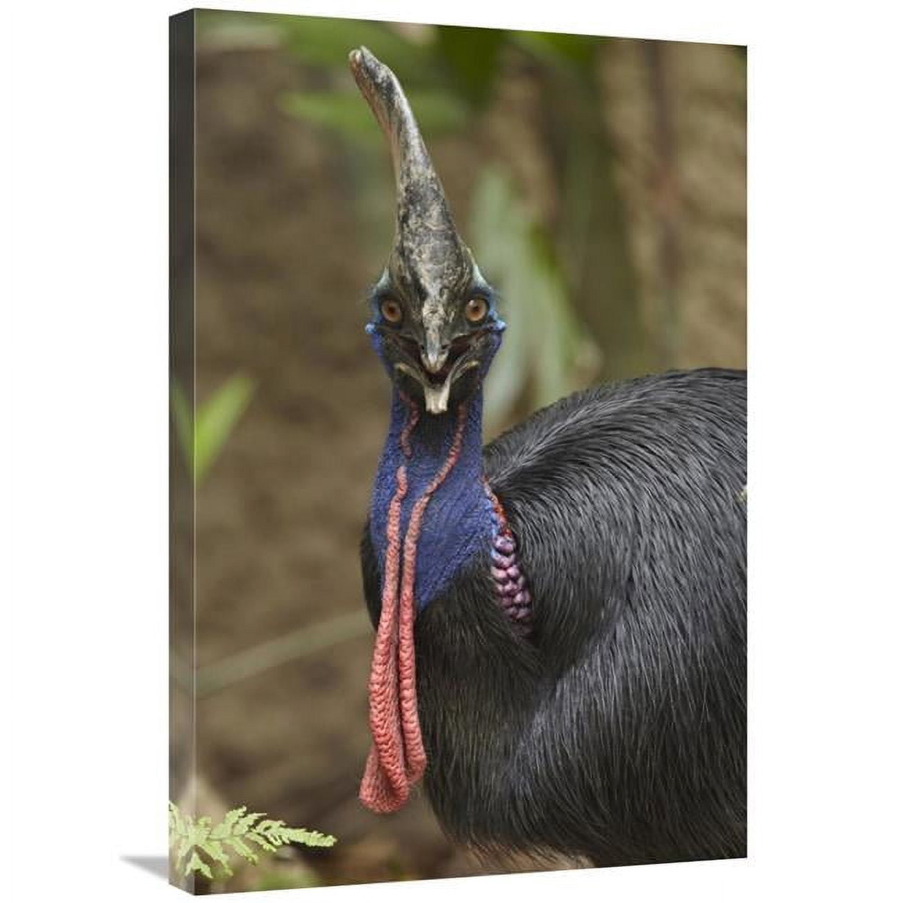 20 x 30 in. Southern Cassowary, Jurong Bird Park, Singapore Art Print ...