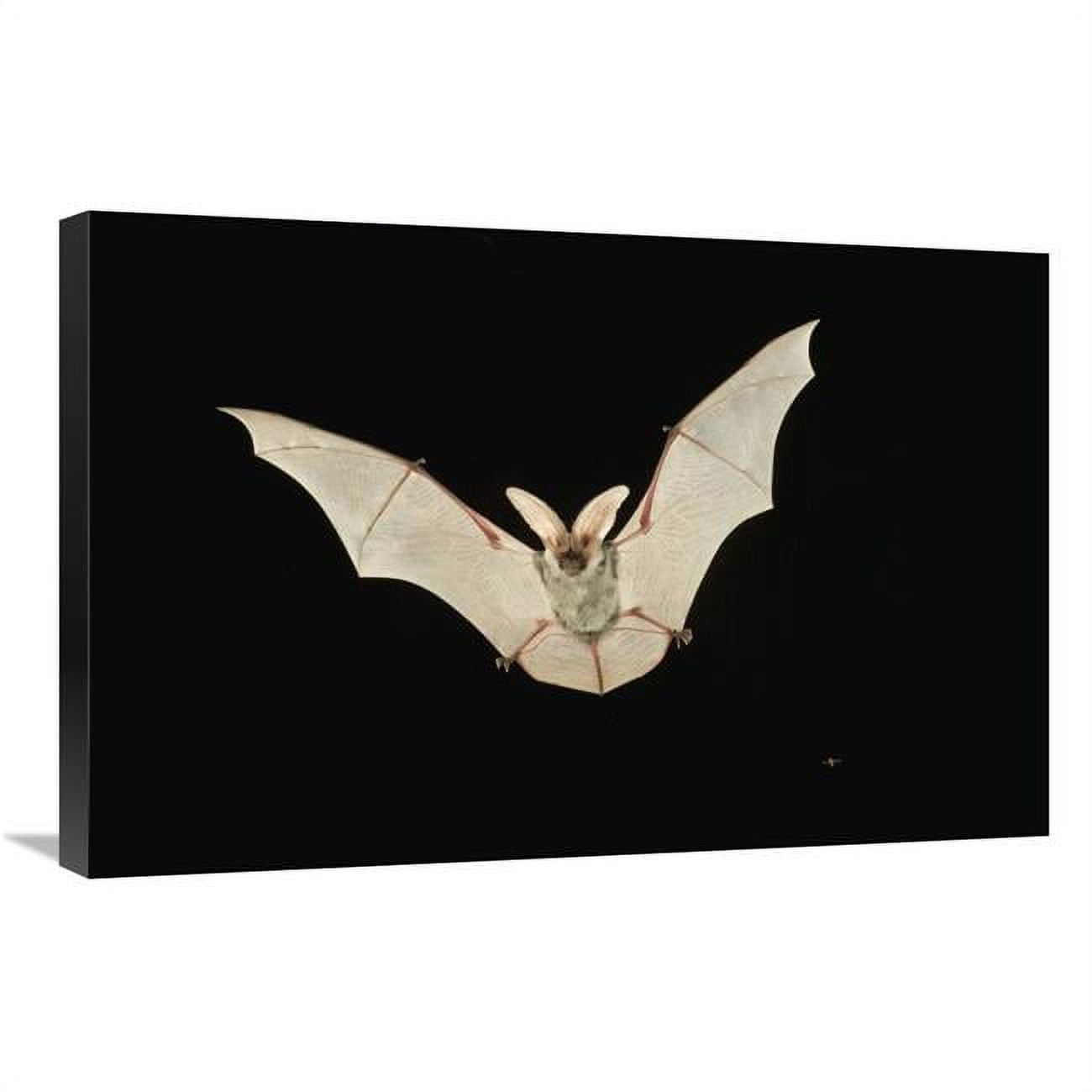 20 x 30 in. Spotted Bat Flying at Night Near the Edge of the Grand ...