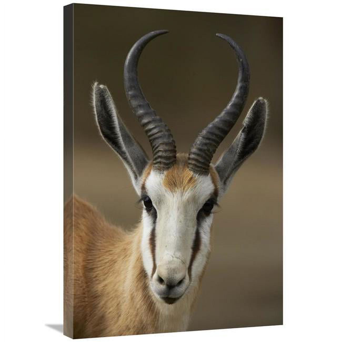 20 x 30 in. Springbok Portrait, Native to Africa Art Print - San Diego ...