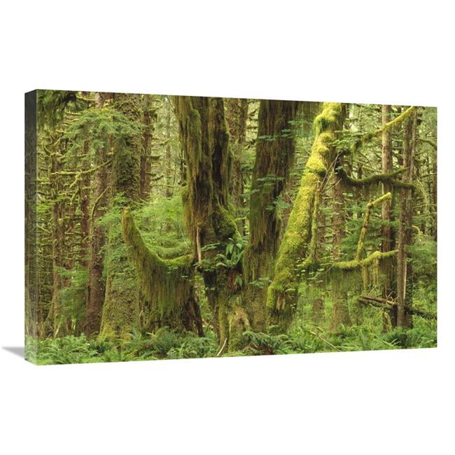 20 x 30 in. Temperate Rainforest, Queets River Valley, Olympic NP ...