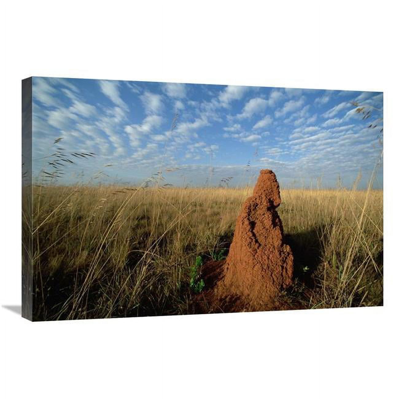 20 x 30 in. Termite Mound in Open Cerrado Grassland, Emas National Park ...