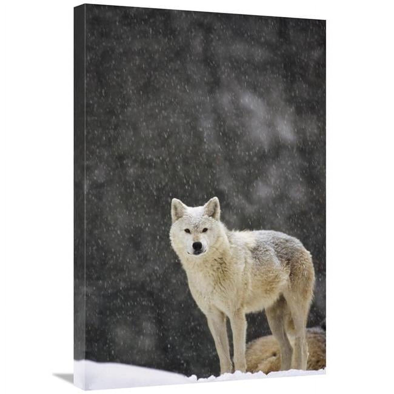 20 x 30 in. Timber Wolf Female, Temperate North America Art Print ...