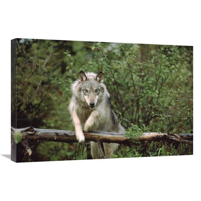 20 x 30 in. Timber Wolf Leaping Over Fallen Log, Montana Art Print ...