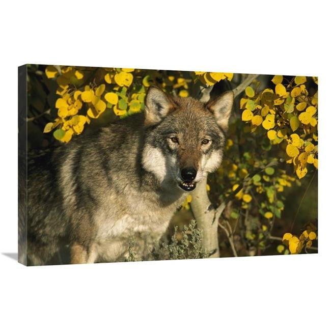20 x 30 in. Timber Wolf Portrait Among Aspen Leaves, Teton Valley ...