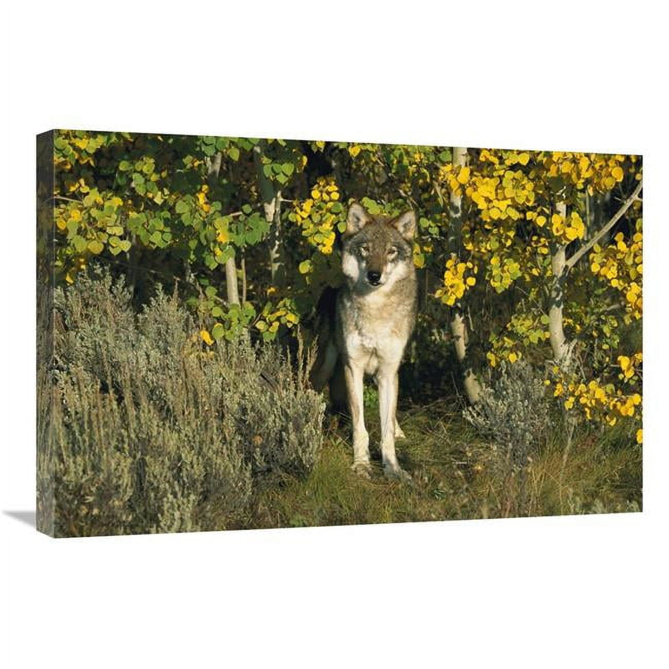 20 x 30 in. Timber Wolf Portrait Among Aspen Trees, Teton Valley, Idaho ...