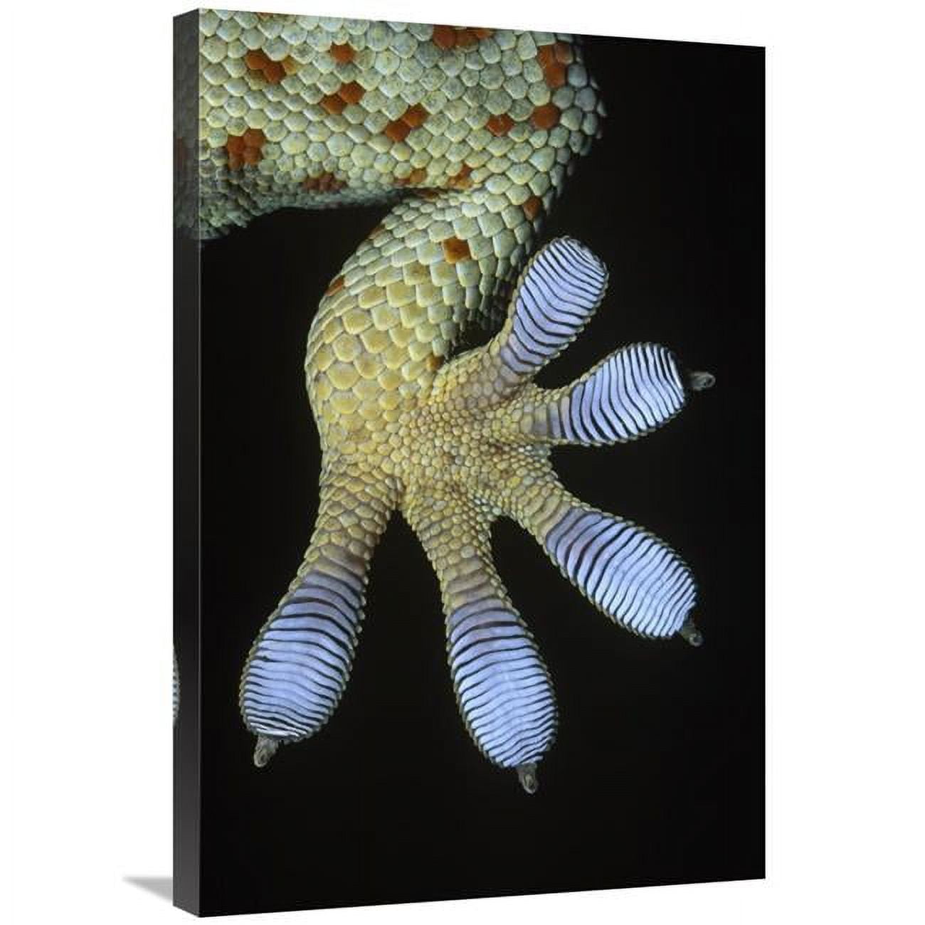 20 x 30 in. Tokay Gecko Underside Detail of Foot with Scales That Have ...