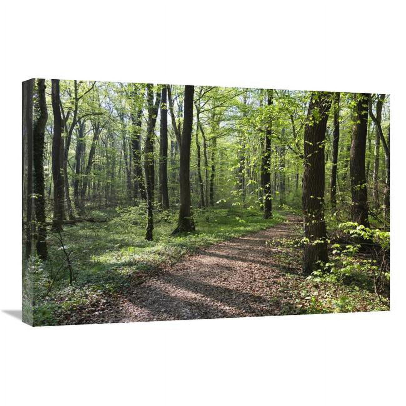 20 x 30 in. Trail Through Deciduous Forest in Spring, Upper Bavaria ...