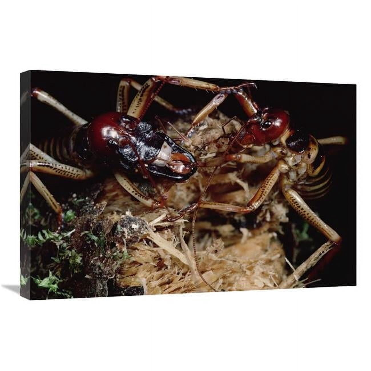 20 x 30 in. Tree Weta Male with Larger Head & Female, New Zealand Art ...