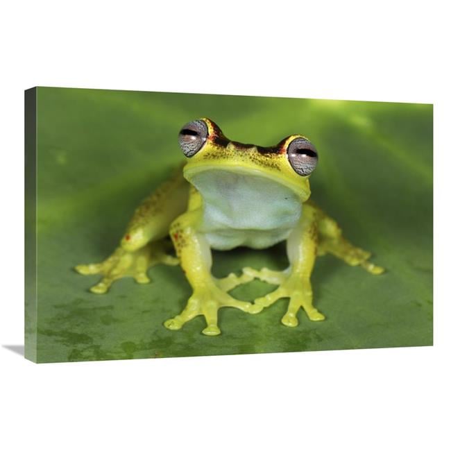 20 x 30 in. Treefrog At Night, Colombia Art Print - Thomas Marent ...