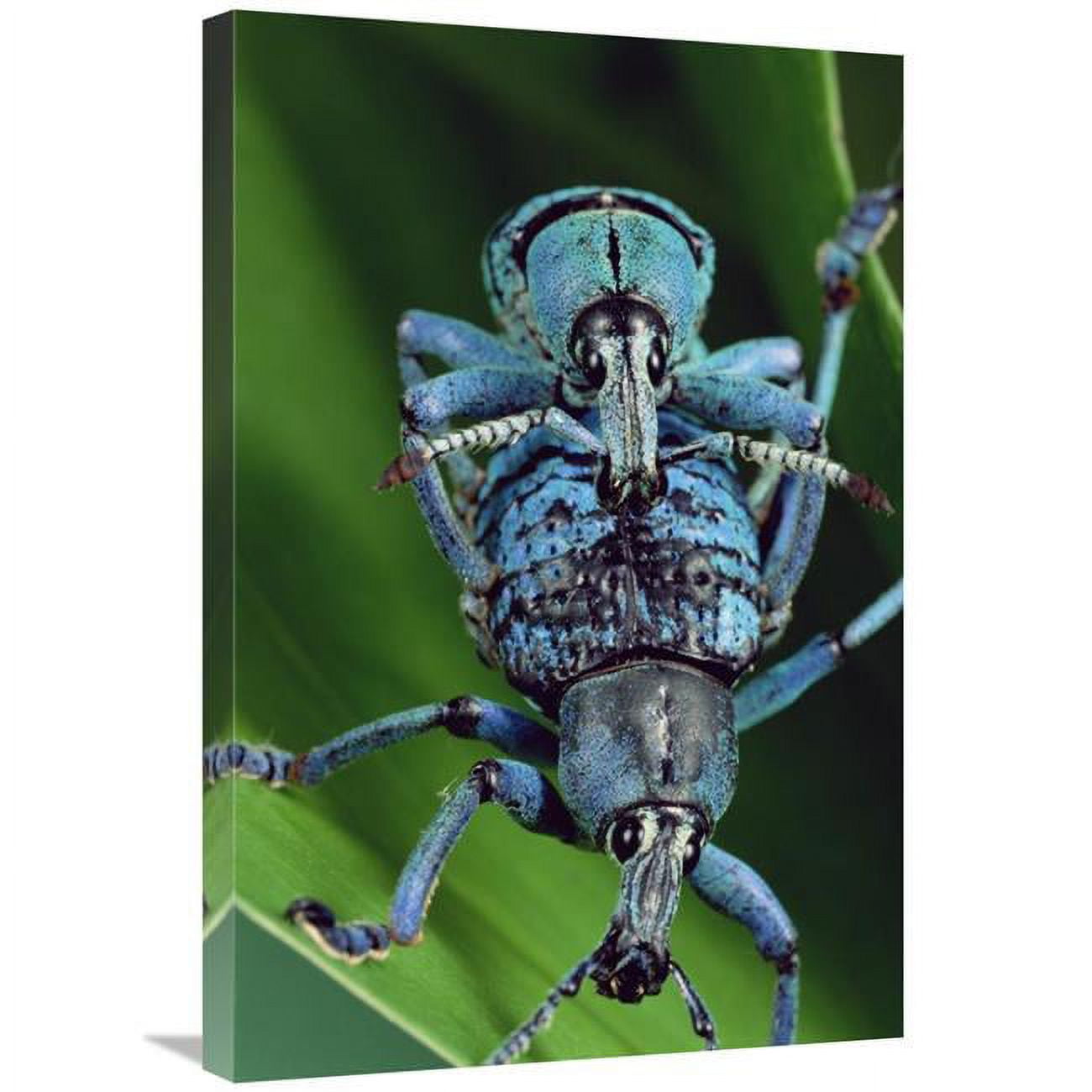 20 x 30 in. True Weevil Couple Mating, Hala, Papua New Guinea Art Print ...