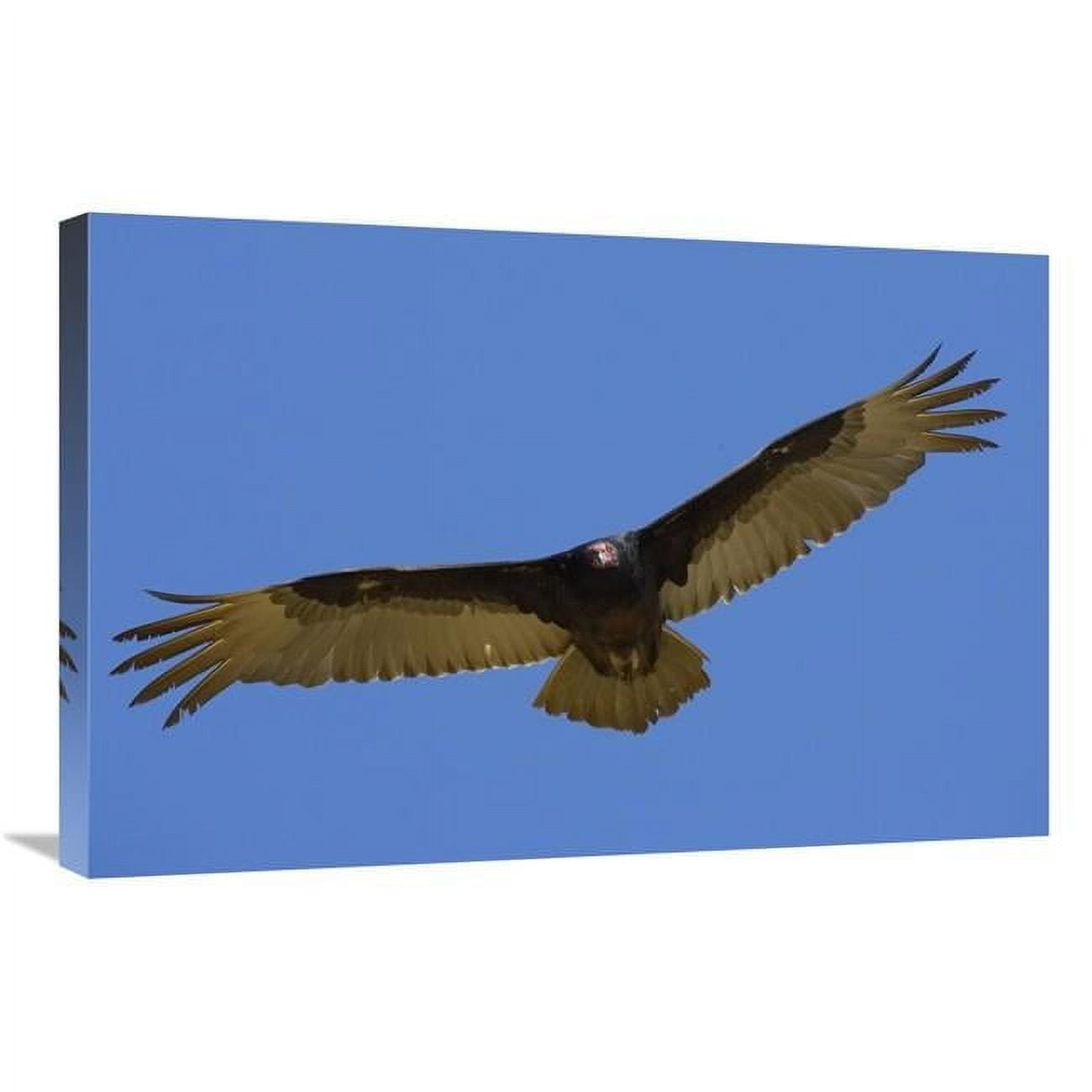 20 x 30 in. Turkey Vulture Soaring Overhead, Native to North America ...
