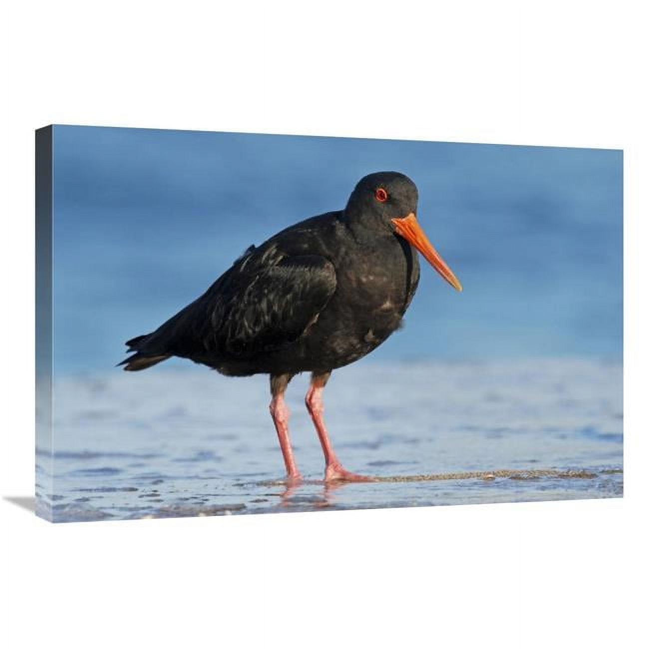 20 x 30 in. Variable Oystercatcher, Opoutere Beach, Coromandel ...