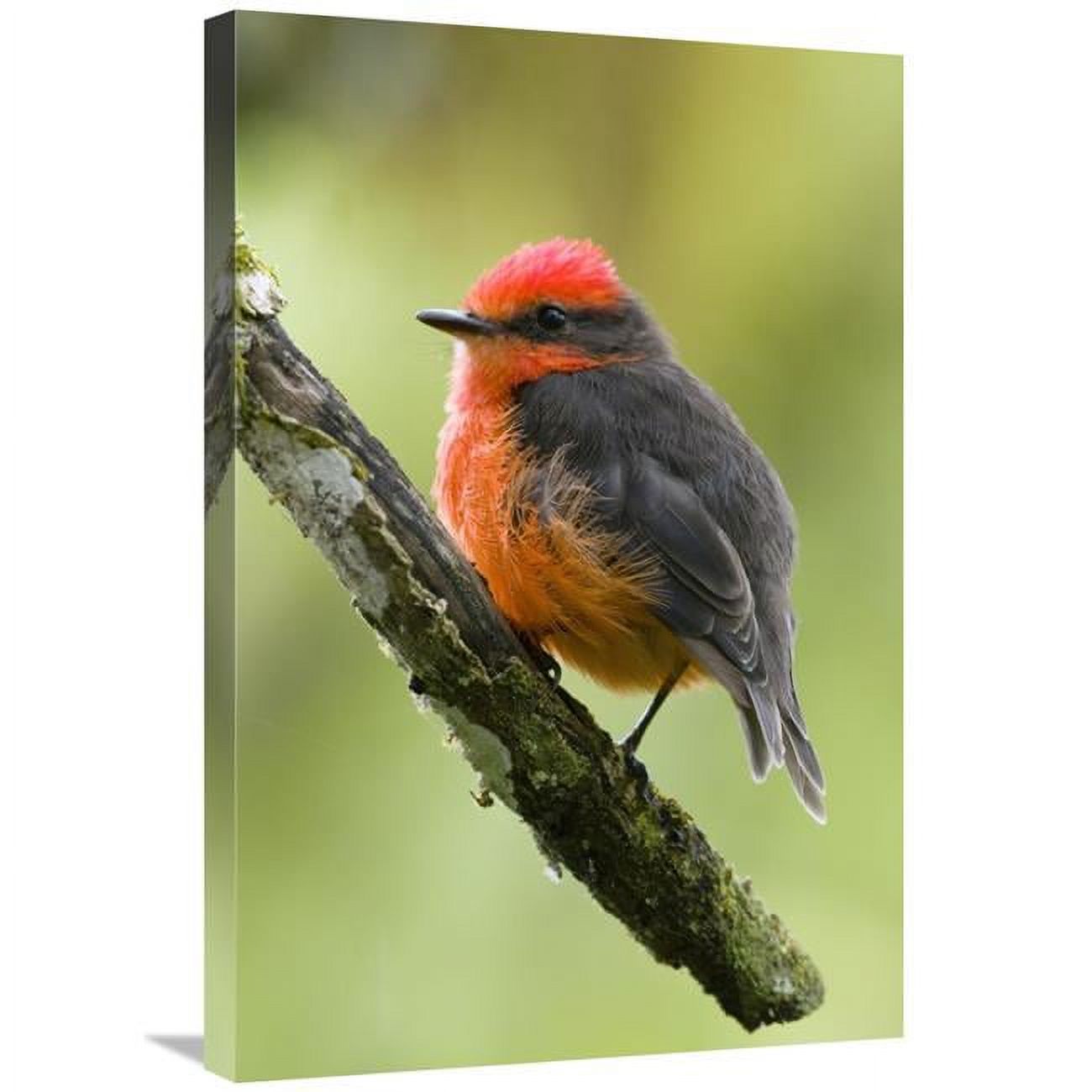 20 x 30 in. Vermilion Flycatcher Male, Galapagos Islands, Ecuador Art ...