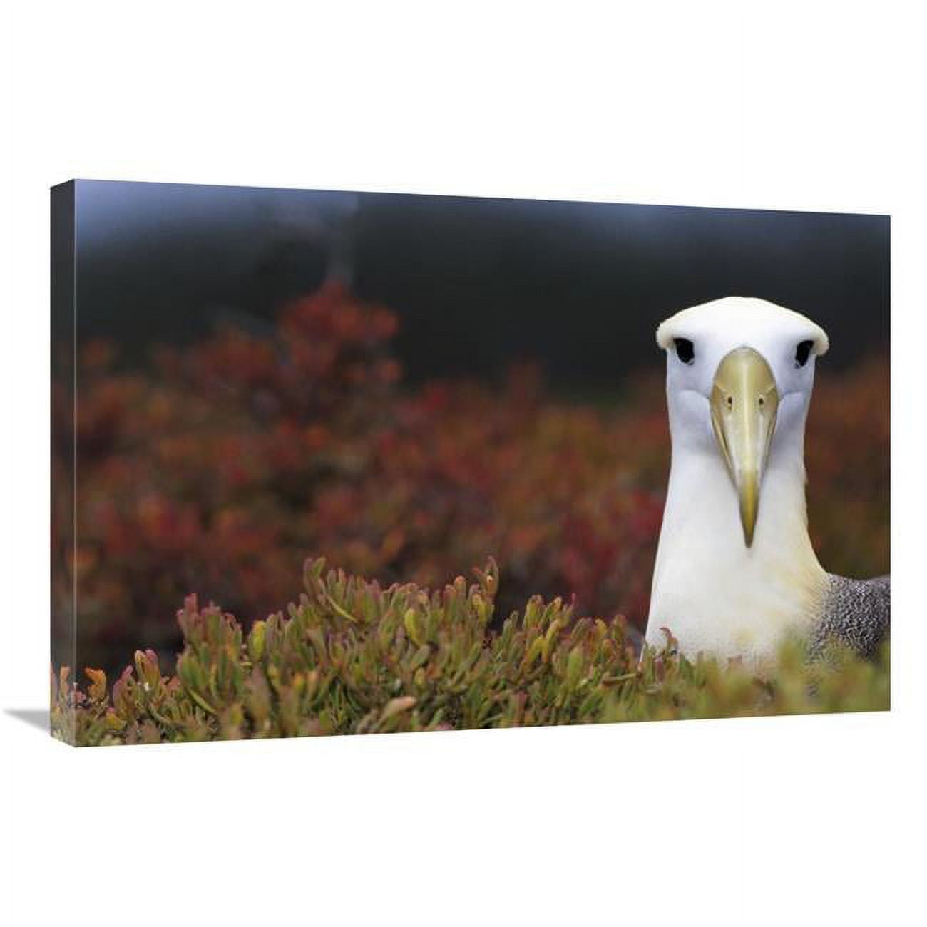 20 x 30 in. Waved Albatross Portrait, Galapagos Islands, Ecuador Art ...
