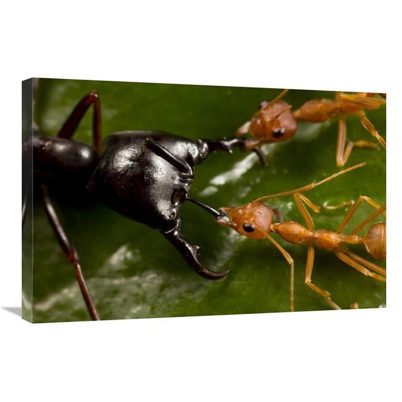 20 x 30 in. Weaver Ant Pair Defending Against Driver Ant Attack, Africa ...
