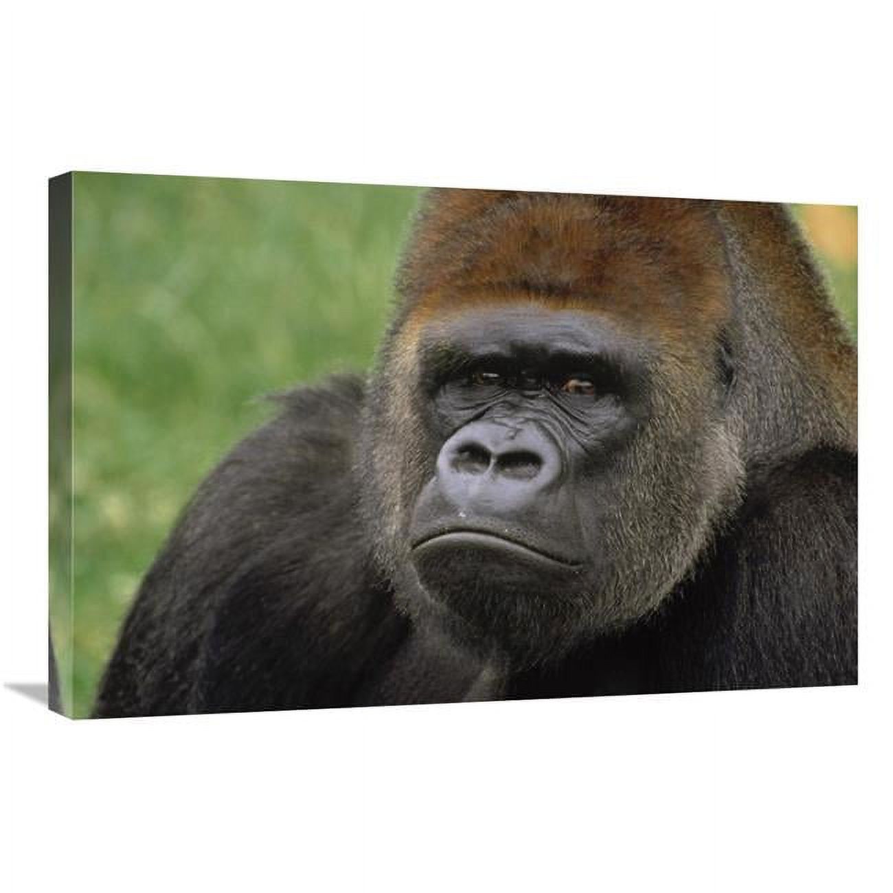 20 x 30 in. Western Lowland Gorilla Silverback Male Portrait, Africa ...