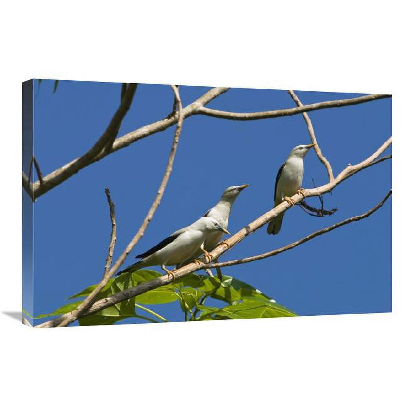 20 x 30 in. White-Headed Starling Group, Havelock Island, India Art ...