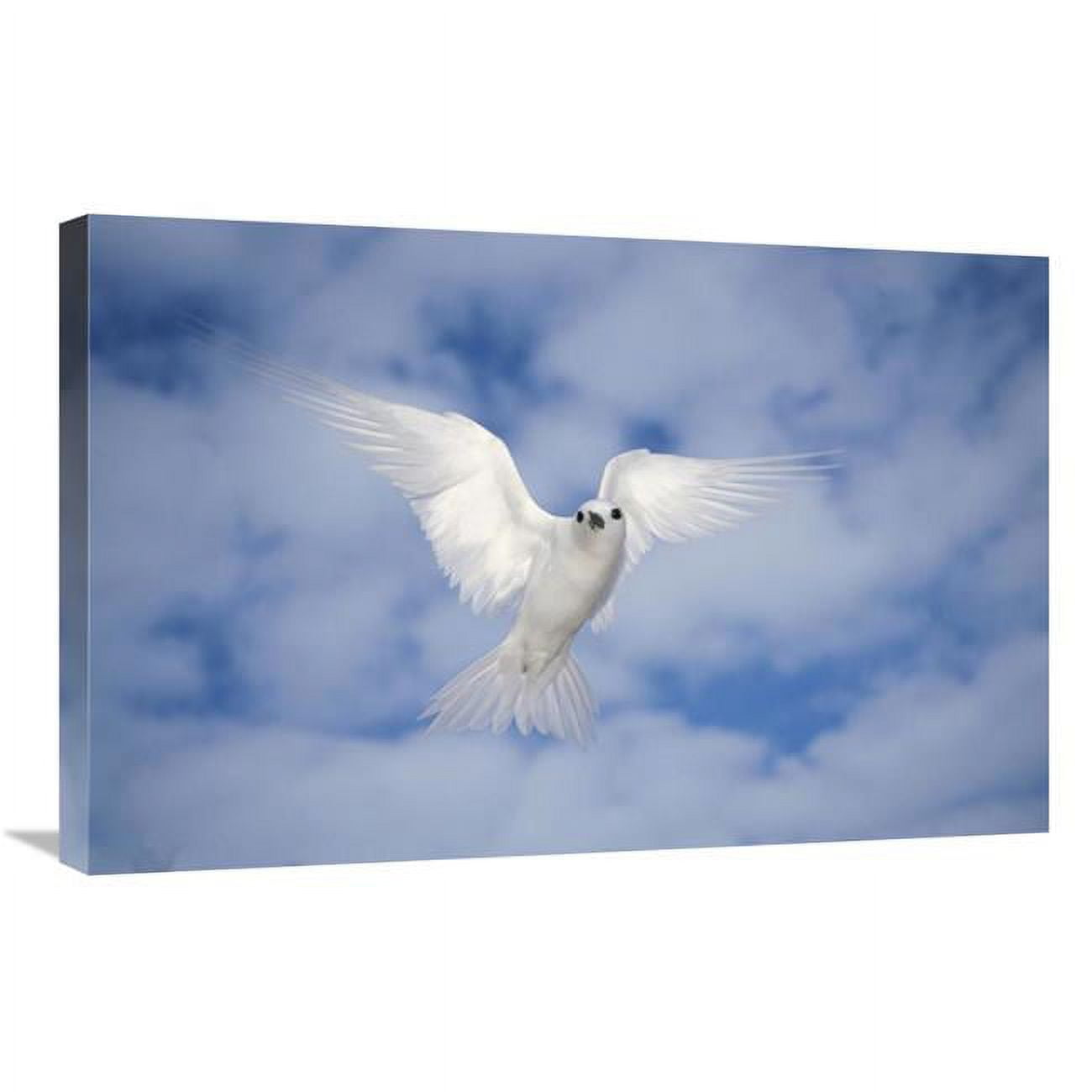 20 x 30 in. White Tern Also Known As Fairy Tern, Hovering in Search of ...