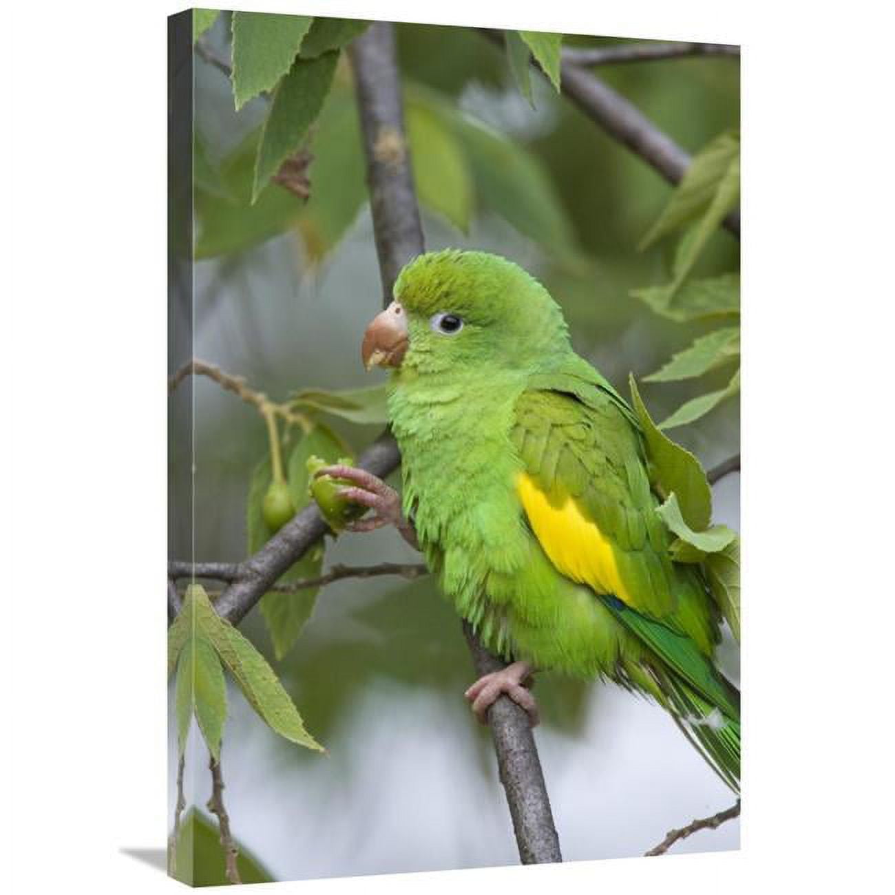 20 x 30 in. Yellow-Chevroned Parakeet, Pantanal, Brazil Art Print ...