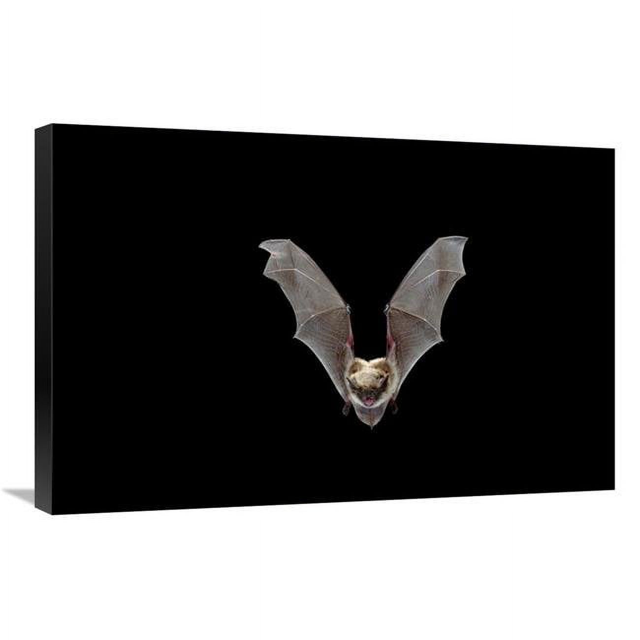 20 x 30 in. Yuma Myotis Bat, Female Flying, Drake Creek, Lake County ...