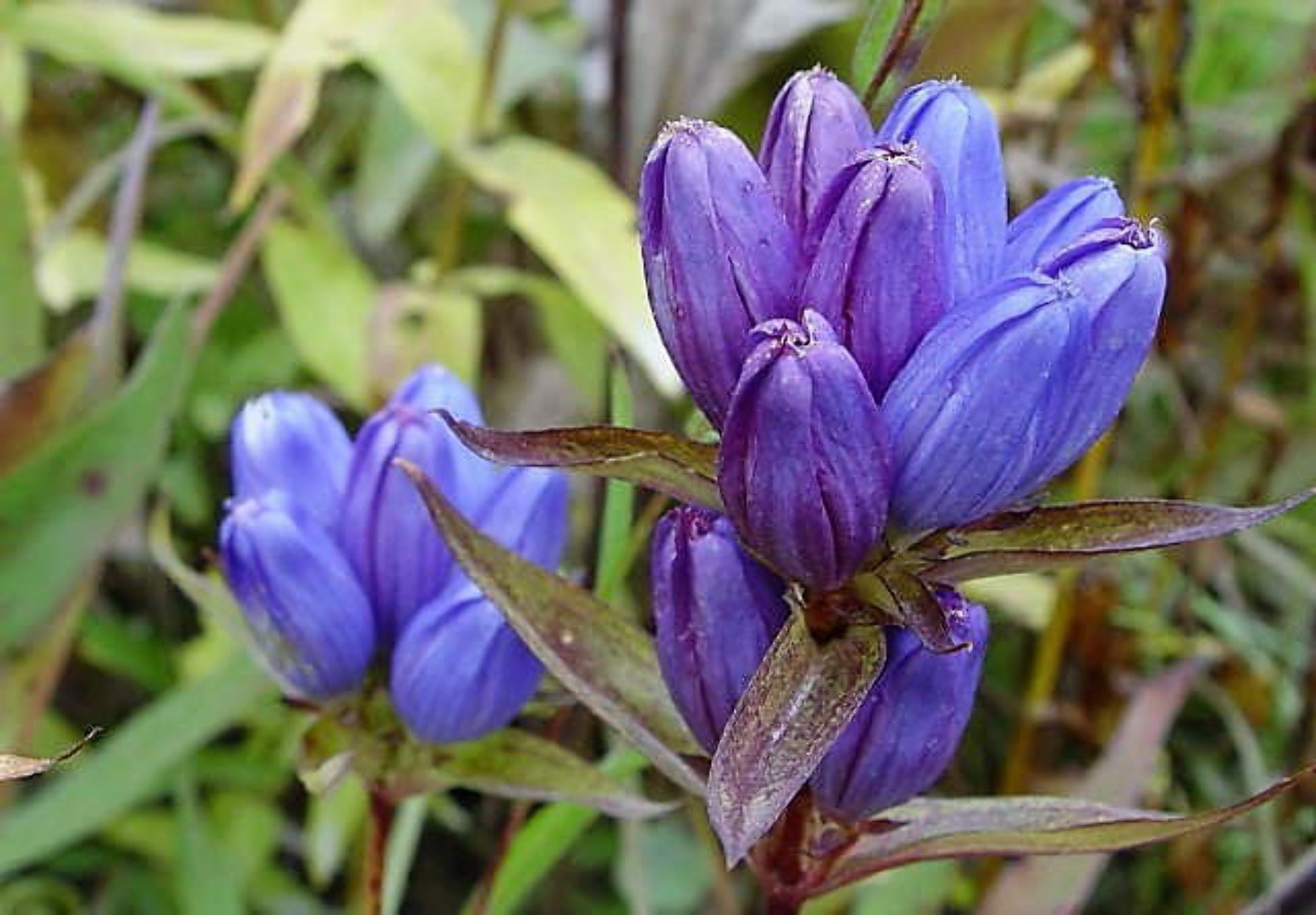 200 BOTTLE GENTIAN (Closed or Blind Gentian / Cloistered Heart ...