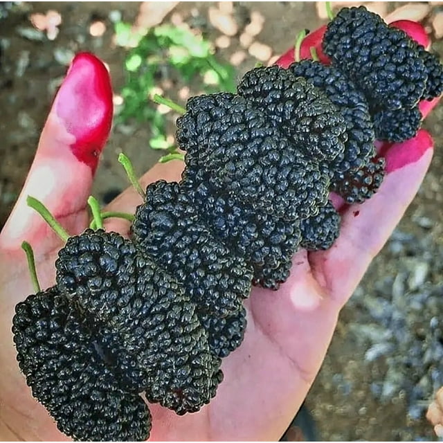 200 Black Mulberry Fruit Tree Seeds Popular Variety Rare Morus Dense ...