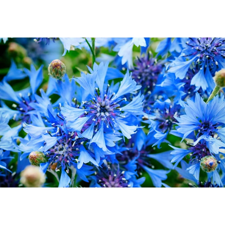 dwarf blue cornflower