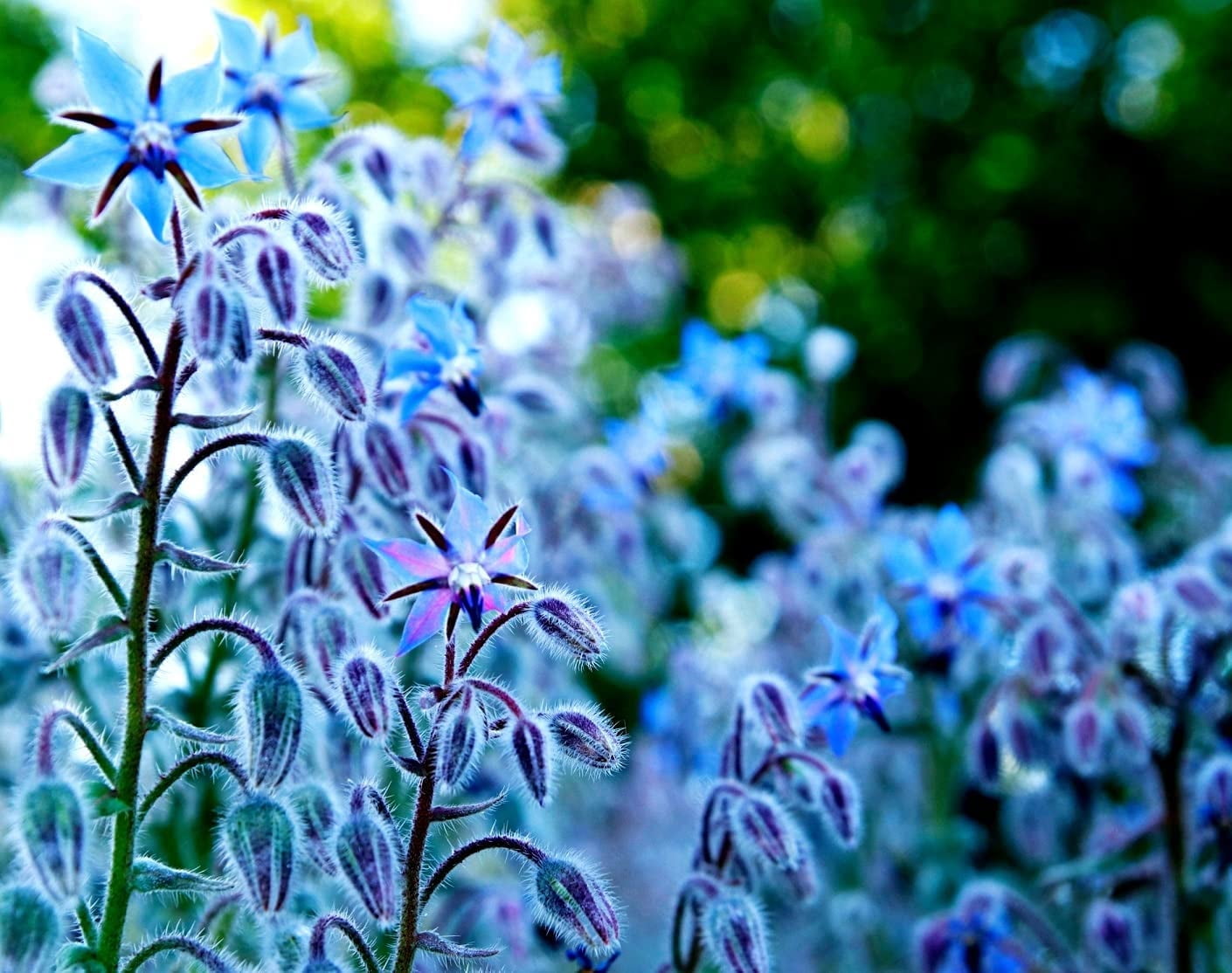 200 Borage Seeds Star Flower Wildflower Seeds Borago officianalis ...
